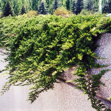 Prince of Wales Juniper