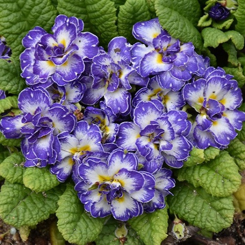 Blue Ripples Primula Primrose