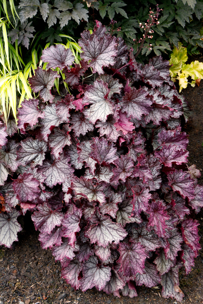 Northern Exposure Purple Coral Bells