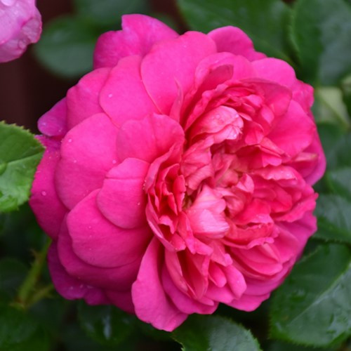 Princess Anne David Austin Rose