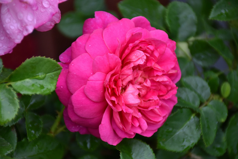 Princess Anne David Austin Rose