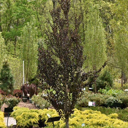 Red Fox Katsura Tree