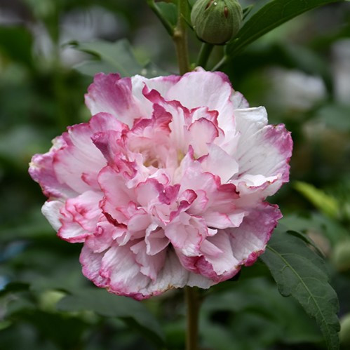 Danica Rose of Sharon Std Tree