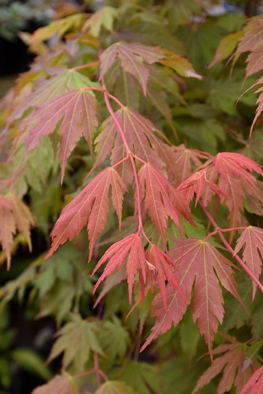 North Wind Japanese Maple