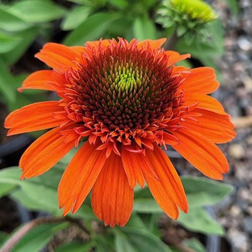 Moab Sunset Coneflower
