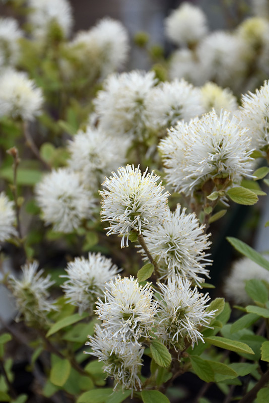 Cool Review About Fothergilla Legend Of The Small