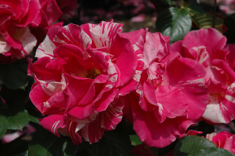 Candy Land Climbing Rose