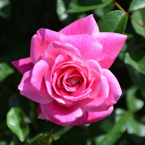 Brilliant Pink Iceberg Rose