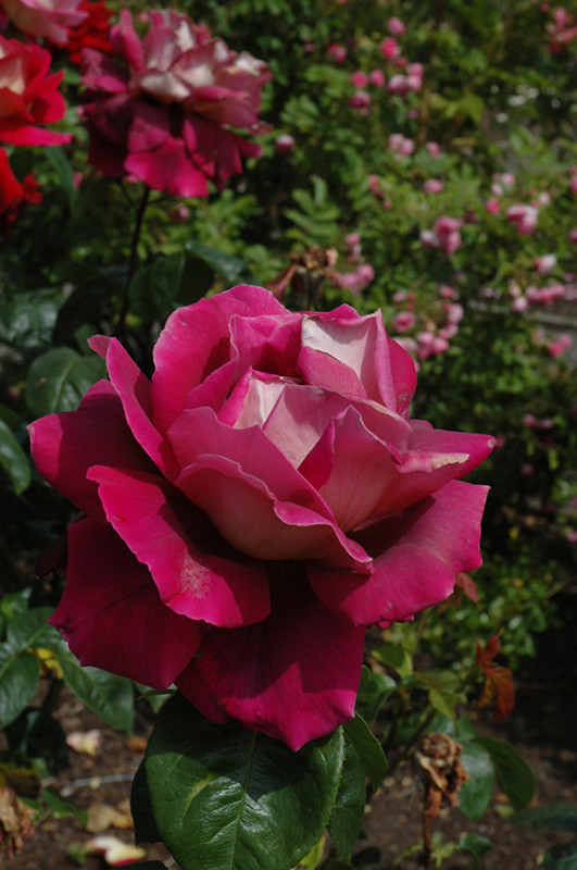 Flaming Peace Hybrid Tea Rose