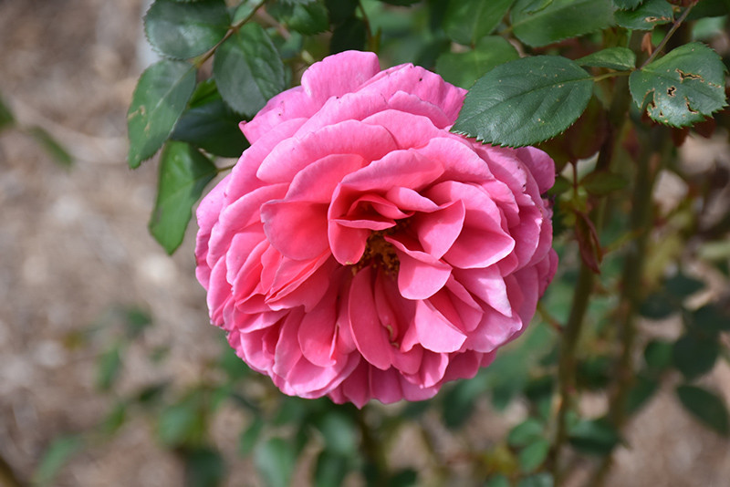 Dee-Lish Hybrid Tea Rose