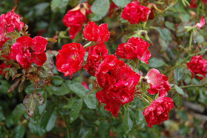 Mystic Fairy Easy Elegance Rose