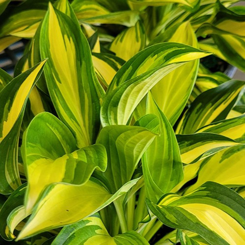 Lakeside Little Tuft Hosta