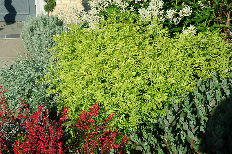 Isla Gold Tansy