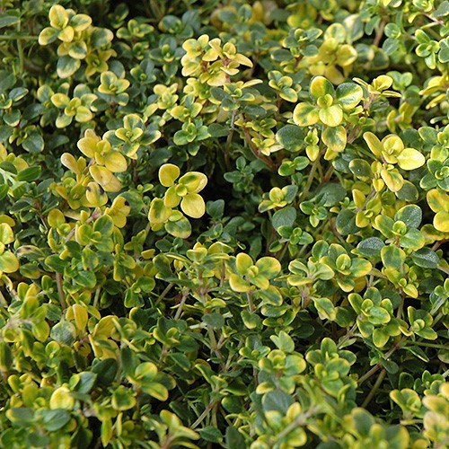 Doone Valley Thyme