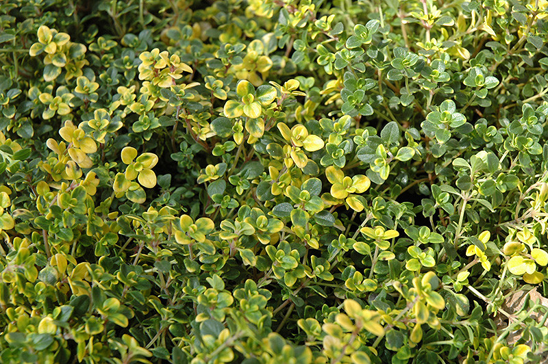 Doone Valley Thyme