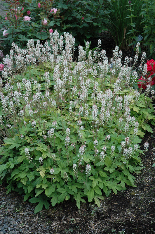 Spring Symphony Foamflower