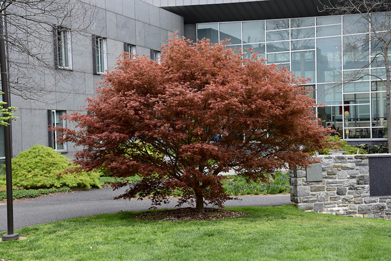 Tsukushi Gata Japanese Maple