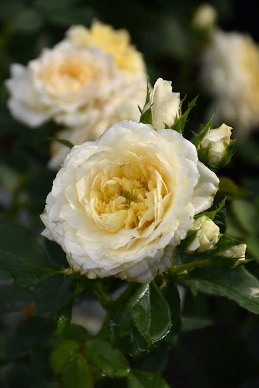 Reminiscent Crema Rose
