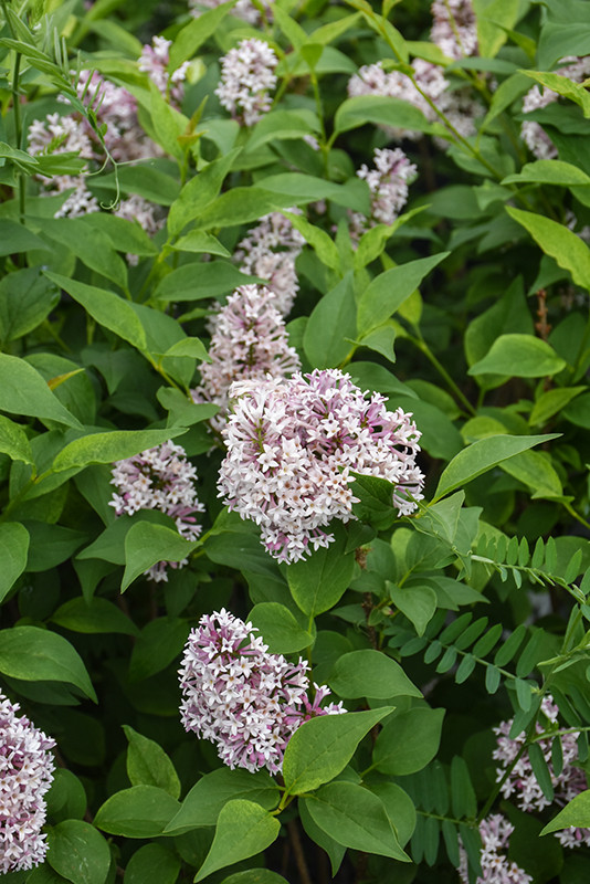 Baby Kim Dwarf Lilac