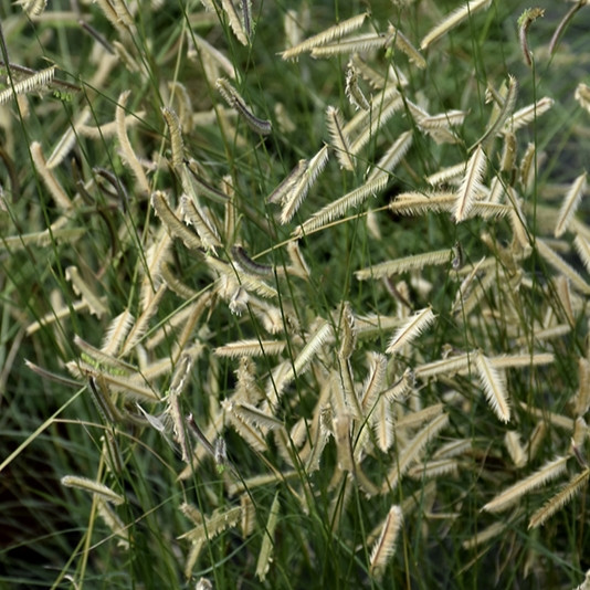 Mosquito Grass