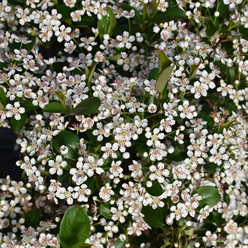 LOW SCAPE Snowfire Aronia