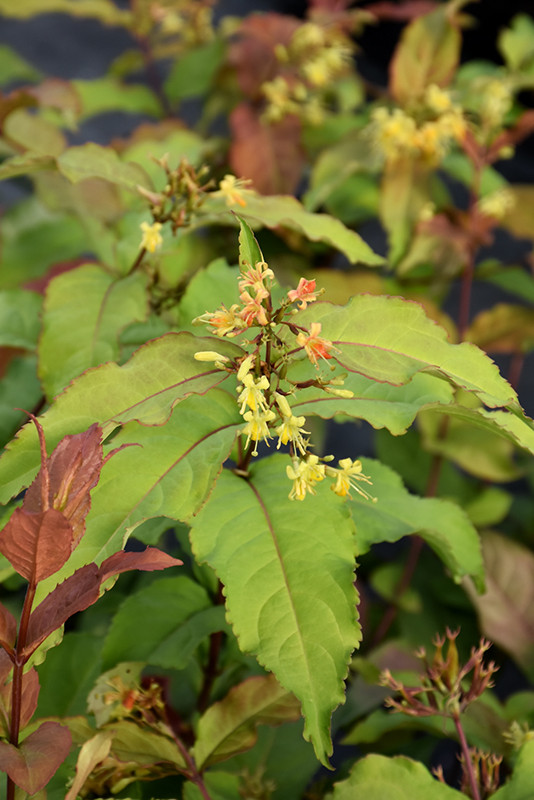 Kodiak Fresh Diervilla
