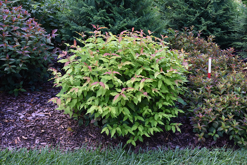 Kodiak Fresh Diervilla