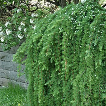 Stiff Weeper Weeping Japanese Larch