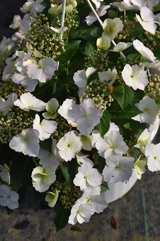 Fairytrail Bride Cascade Hydrangea