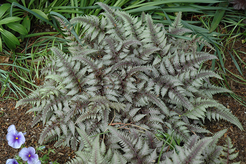 Burgundy Lace Painted Fern