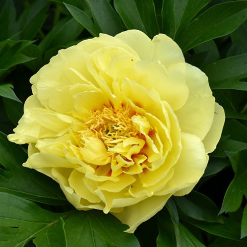 Garden Treasure Itoh Peony