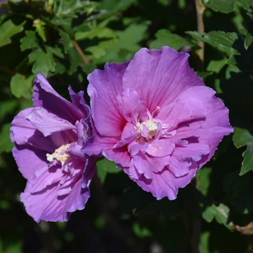 Dark Lavender Chiffon Rose of Sharon