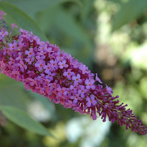 Blue Heaven Butterfly Bush