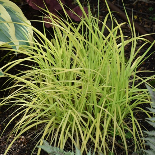 Bowles Golden Sedge