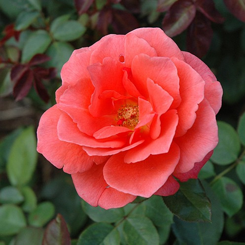 Candelabra Grandiflora Rose