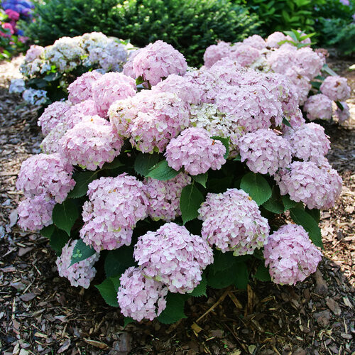 Wee Bit Innocent Hydrangea