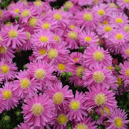 Kickin Carmine Red Aster