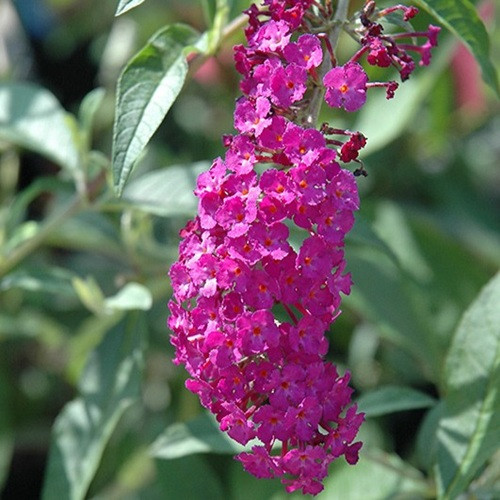 Royal Red Butterfly Bush
