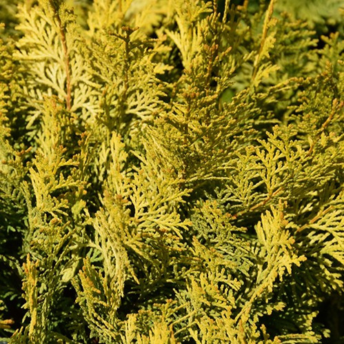 Night Light Hinoki Falsecypress
