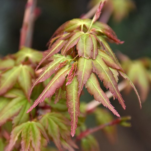 Stunning Bihou Japanese Maple Images