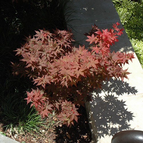 Ruby Stars Dwarf Japanese Maple