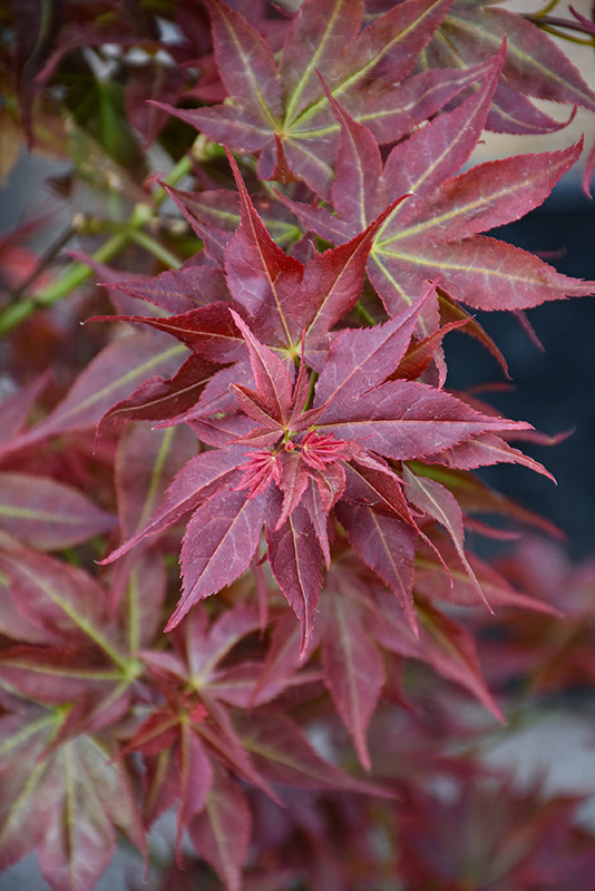 Ruby Stars Dwarf Japanese Maple