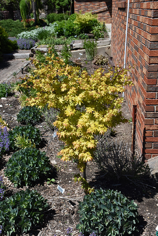Summer Gold Japanese Maple