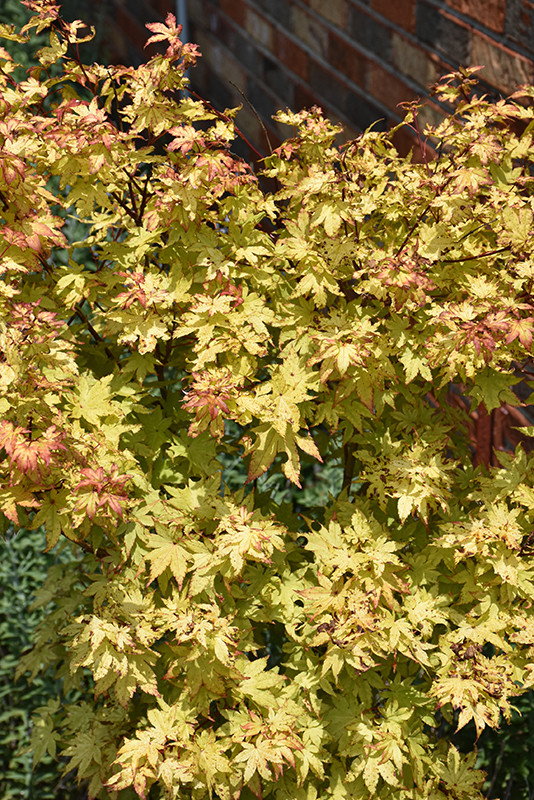 Summer Gold Japanese Maple