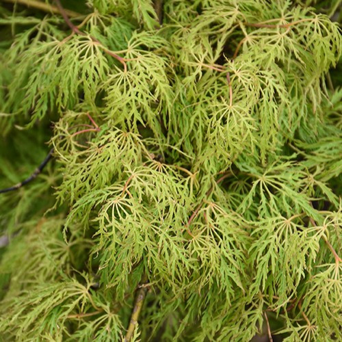 Lemon Lime Lace Japanese Maple