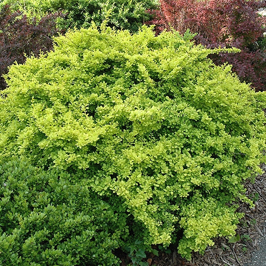 Dwarf Golden Japanese Barberry