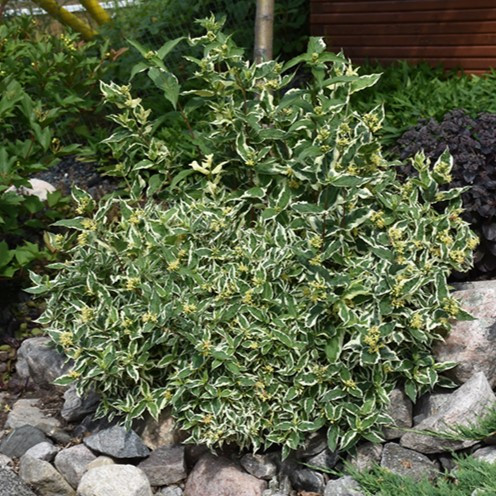 Cool Splash Bush Honeysuckle