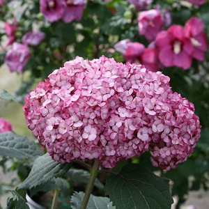 Invincibelle Mini Mauvette Hydrangea