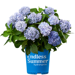Endless Summer The Original Hydrangea