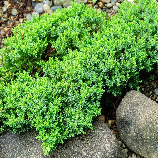 Dwarf Japanese Garden Juniper